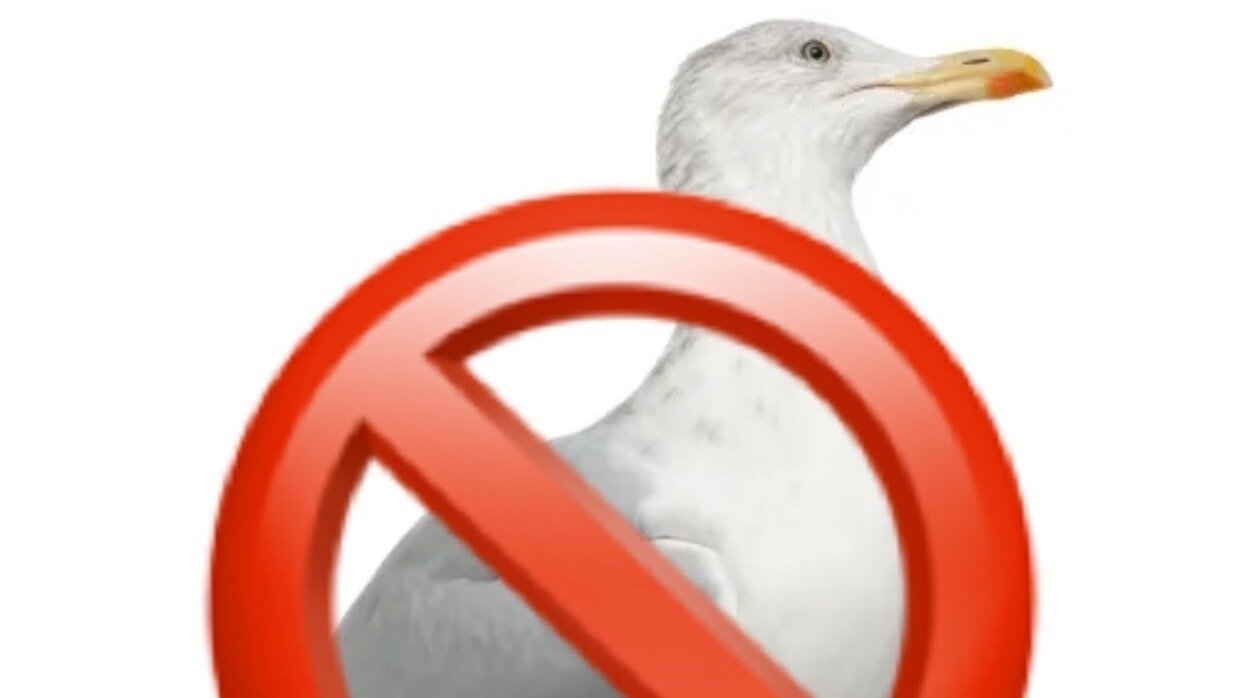 Petition · Do something about the vicious seagull problem in the north ...
