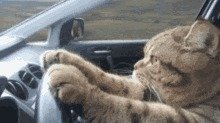 Petition · Let Cats Drive - United States · Change.org