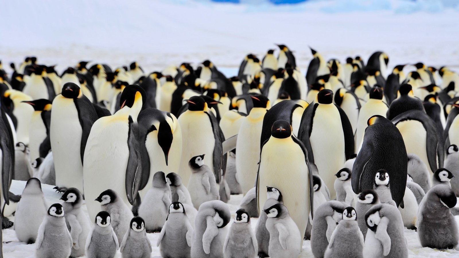 Petition · Stand with the Penguins - Australia · Change.org