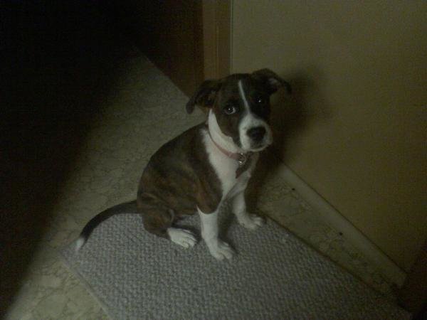 Petition · STOP BSL LAWS - United States · Change.org