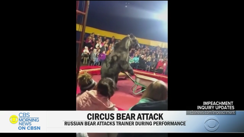 Petition · Save bear from euthanasia - United States · Change.org