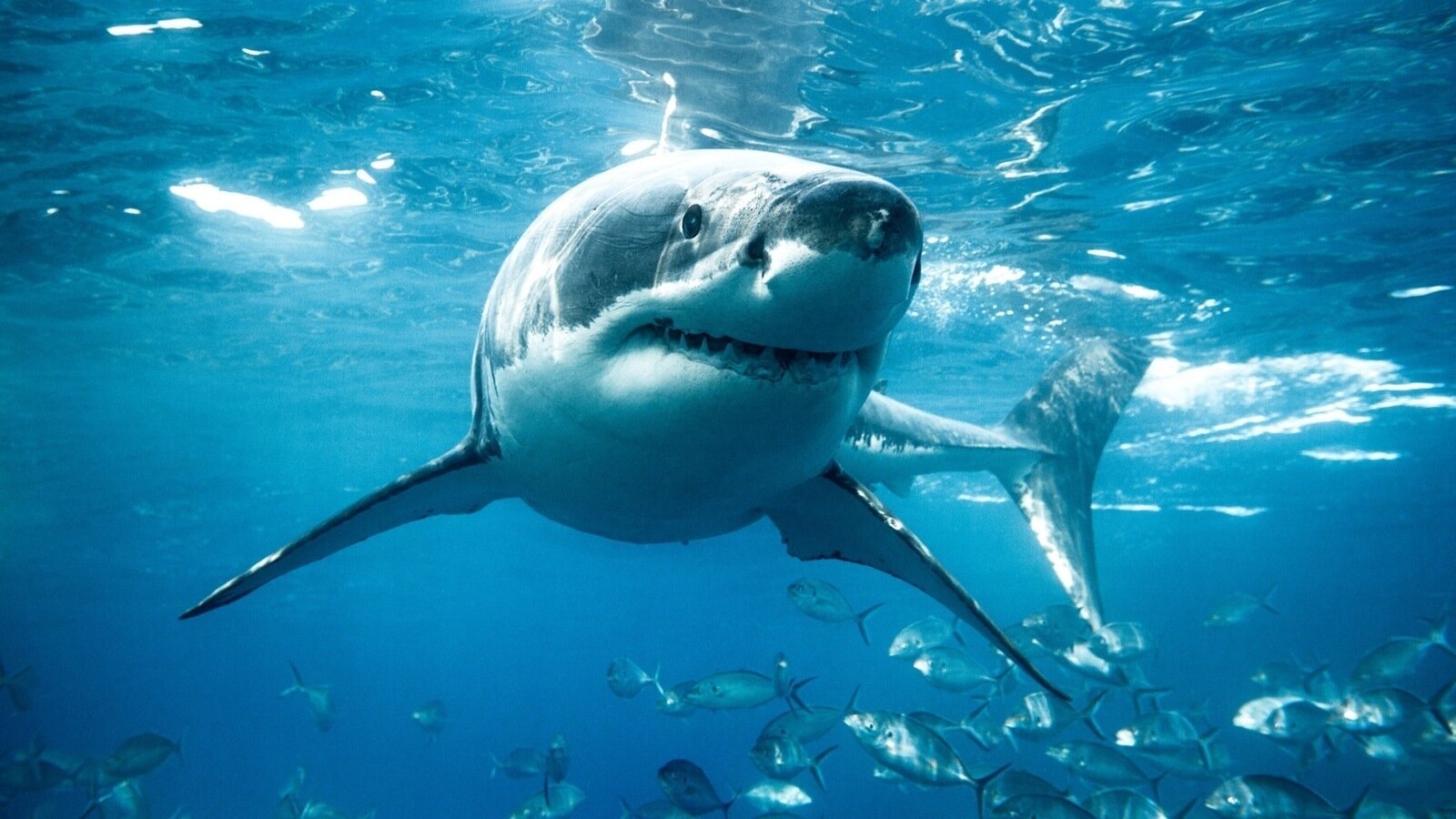 Petition · Save The Sharks: Protection From Nets - United States ...