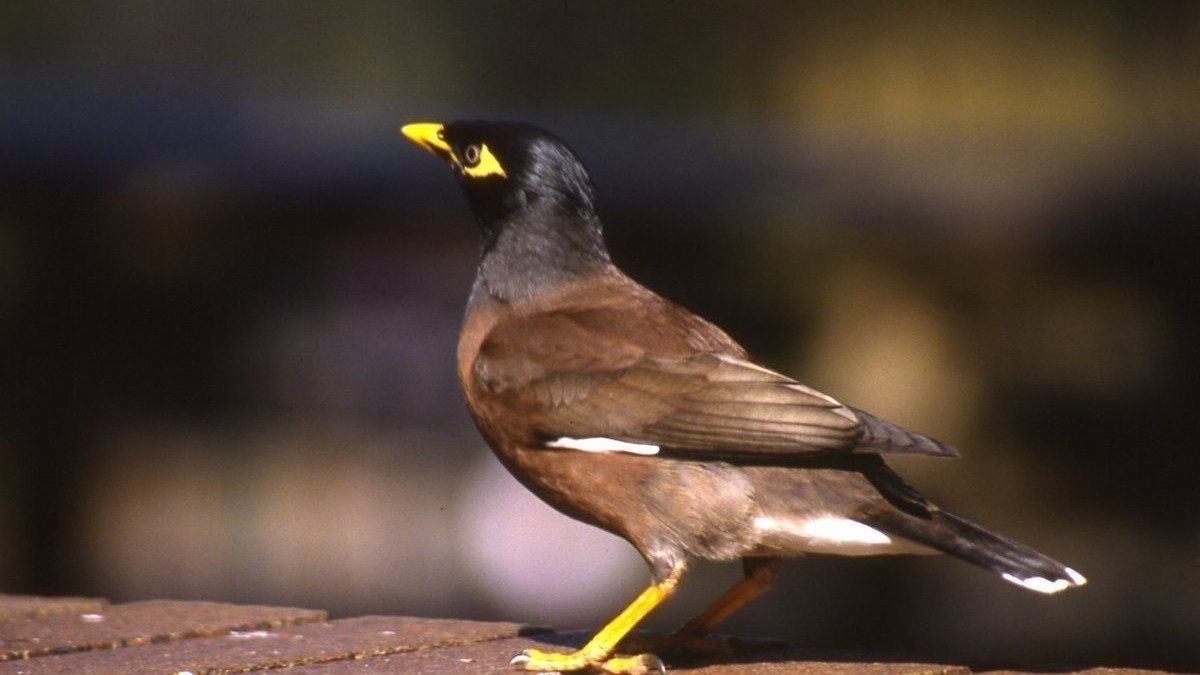 Petition · Randwick Council to actively support eradication of ...