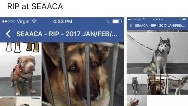 Petition · STOP SEAACA FROM KILLING SHELTER ANIMALS UNLAWFULLY, TOO ...
