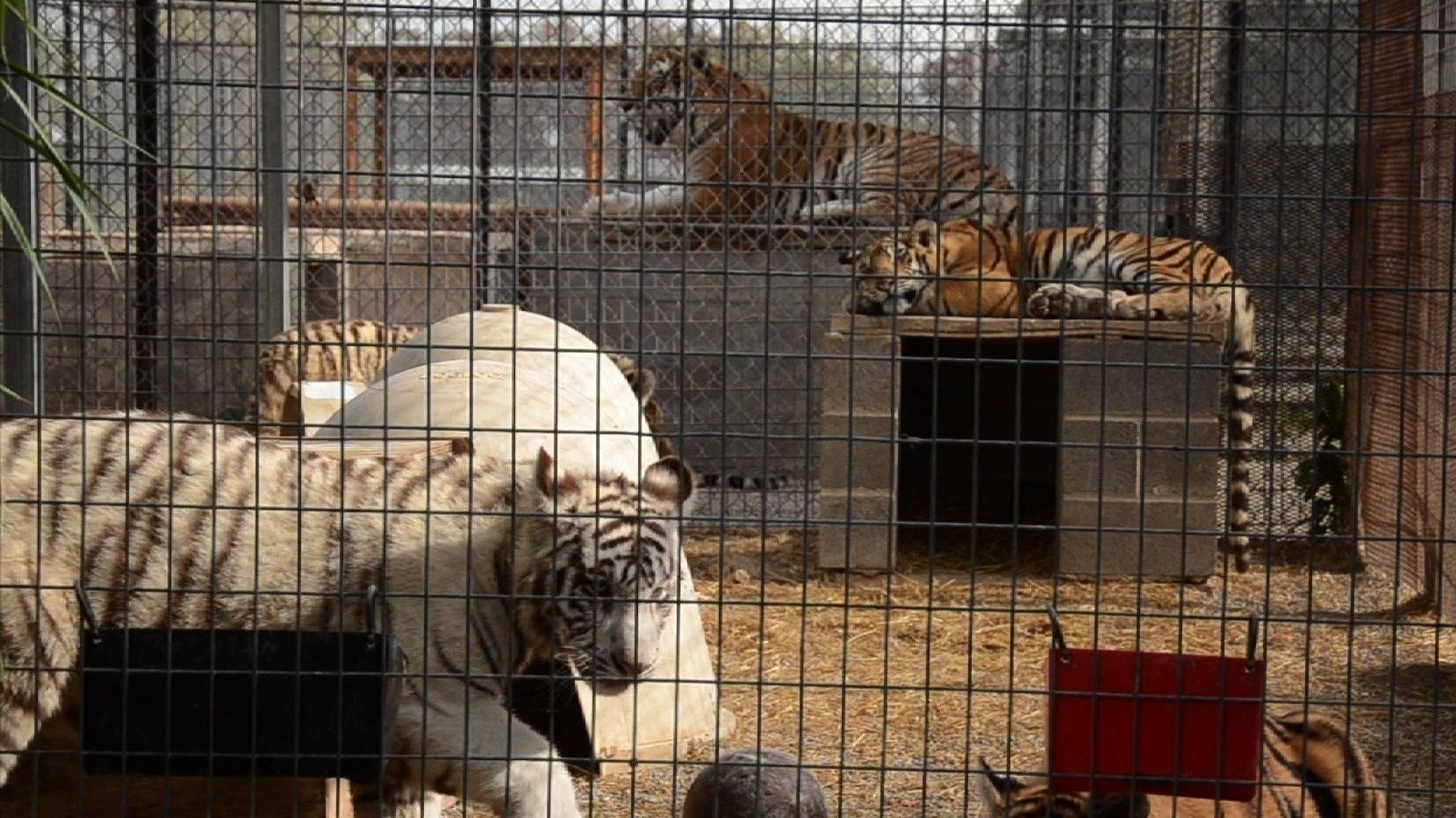 Petition · Imagine Being Alone In Zoo - South Korea · Change.org