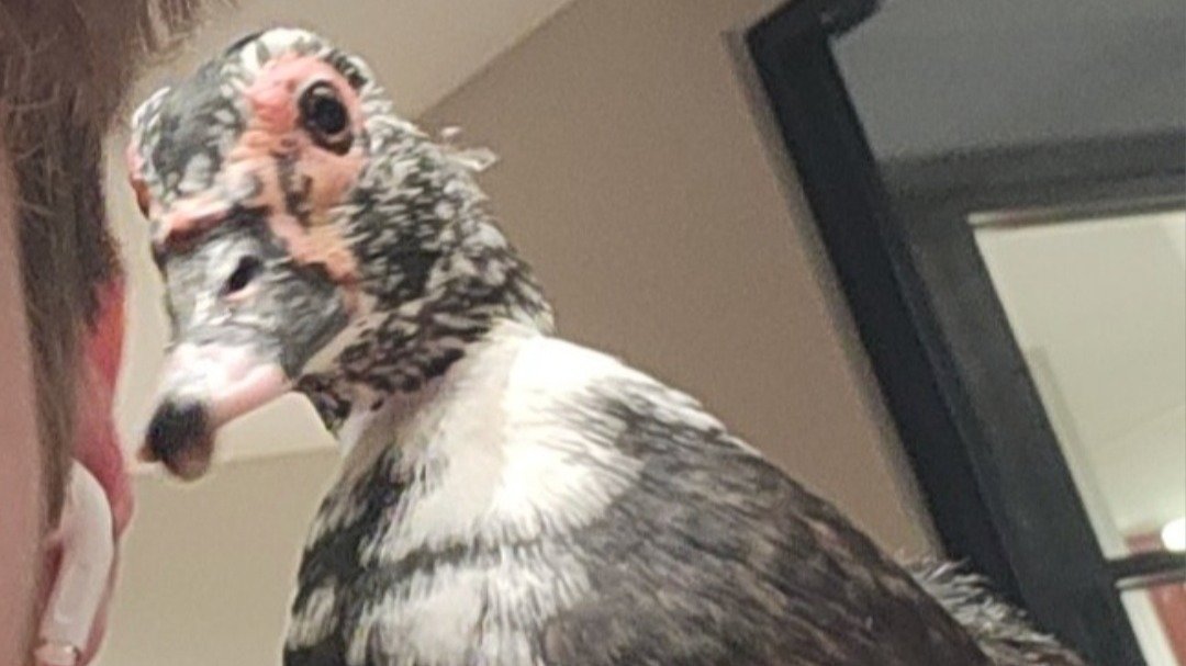 Petition · Allow Mrs. Daisy to come back! - United States · Change.org