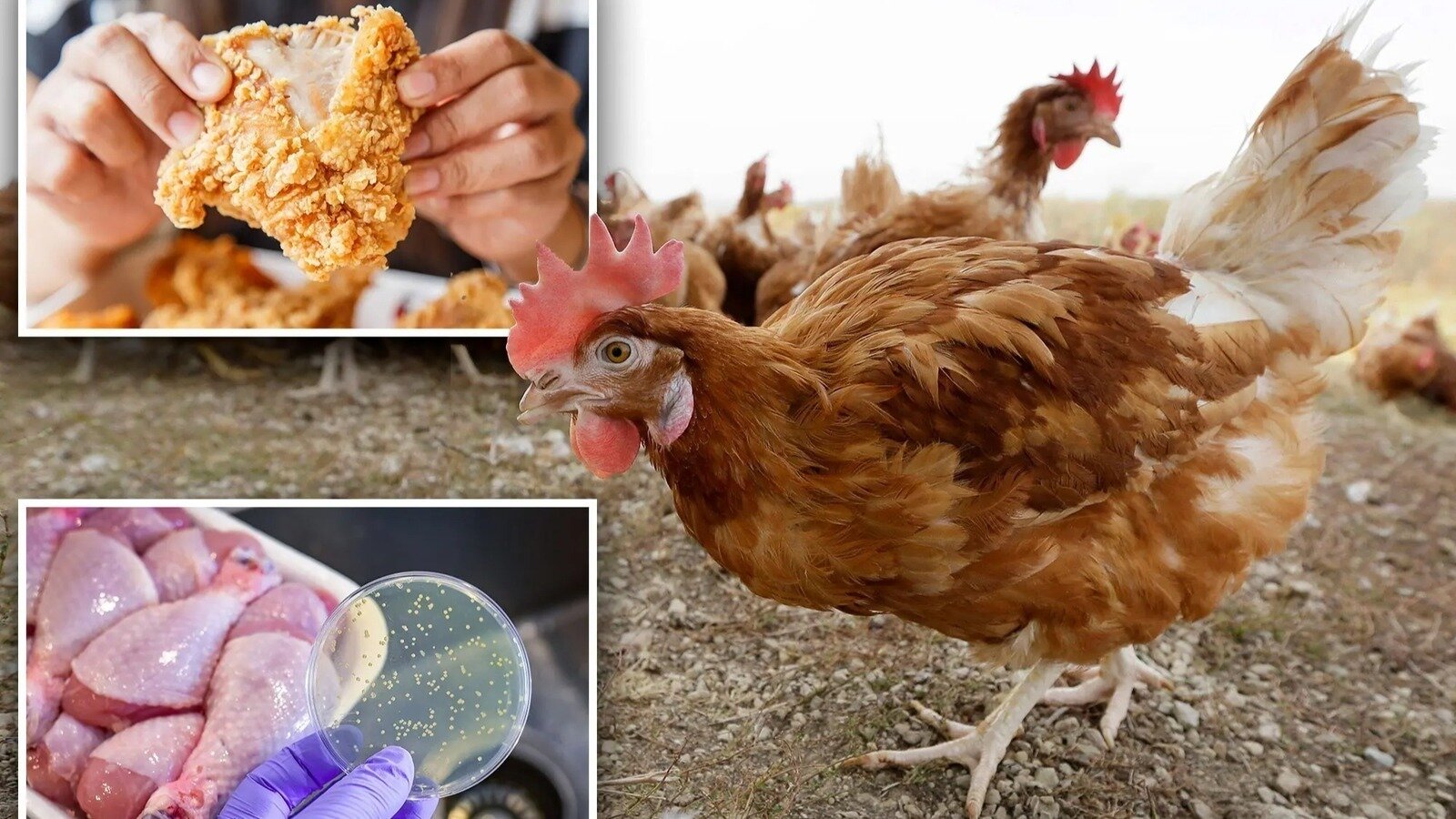 Petition · Demand the Classification of Pathogenic Types of Salmonella ...