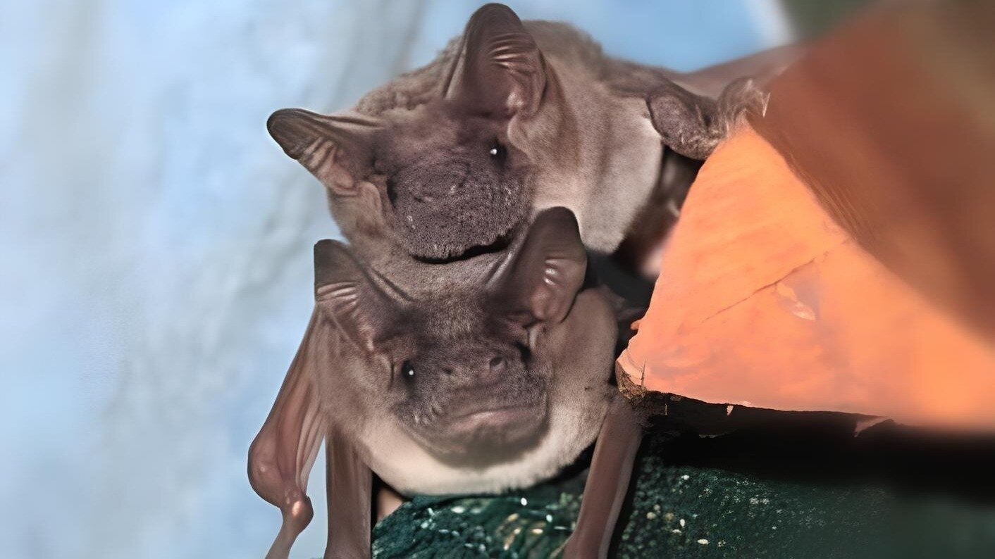 Petition · Halt the Removal of Bat Houses in the Kruger National Park ...