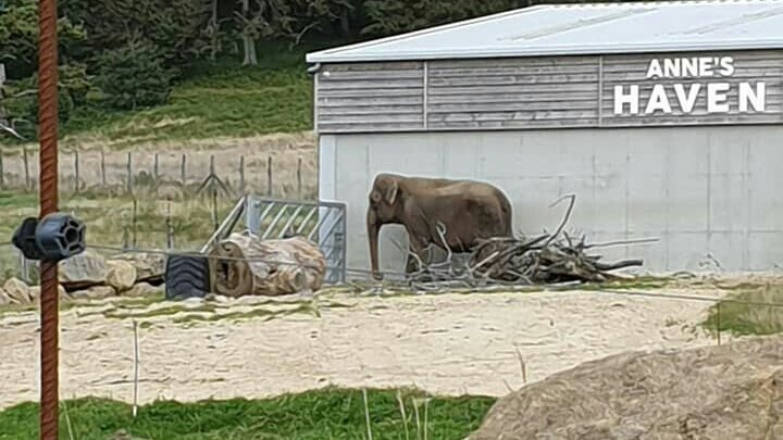 Petition · Give lonely Anne the elephant a better life & allow her an ...