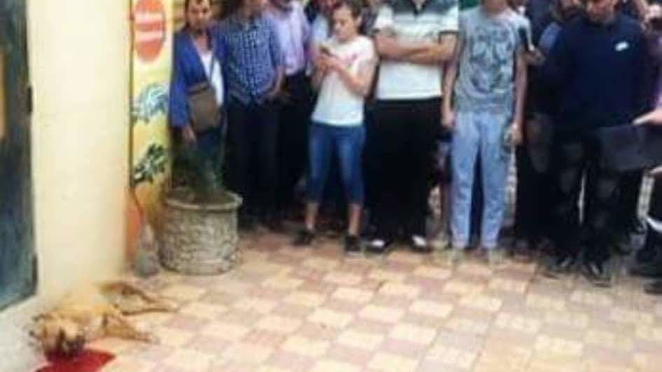 Pétition · Agir pour les chiens du maroc - Maroc · Change.org