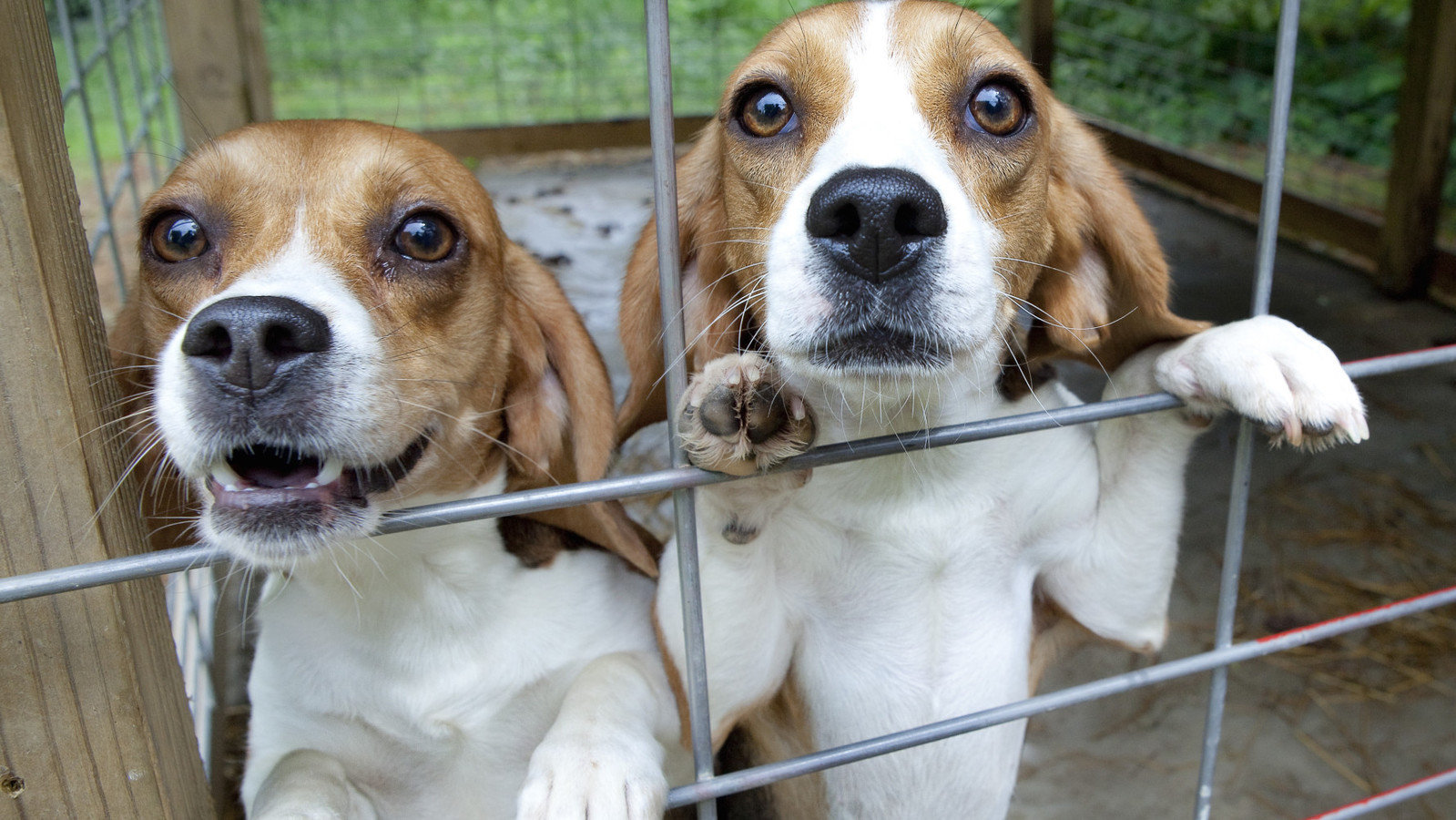 Petition · Stop animal testing on innocent dogs and test on the Tories ...