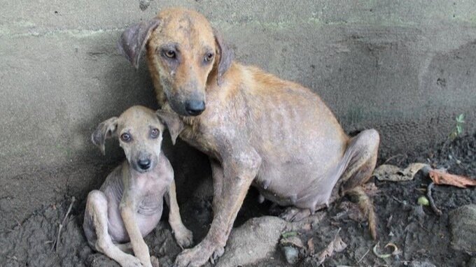 Petition · Strays No More: Unleashing Hope for Dogs and Cats in the ...