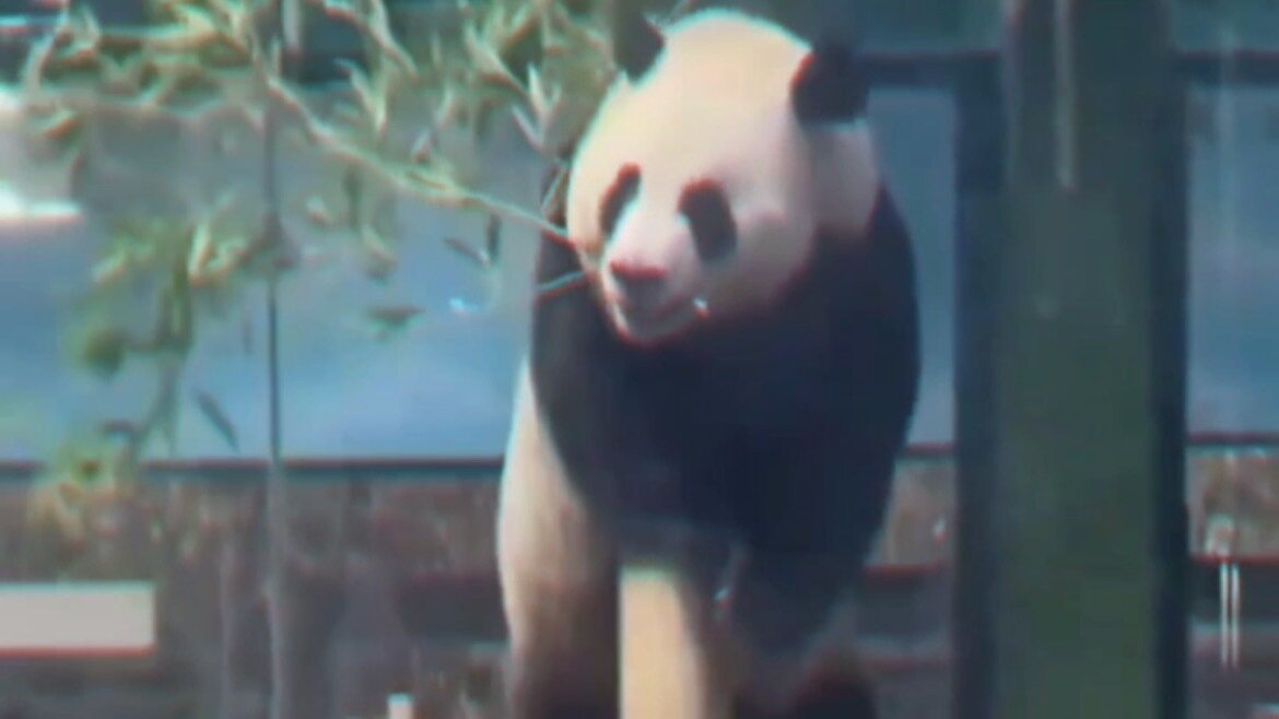 Petition · Reinstatement of Lingyan the Panda's Live Stream - United ...