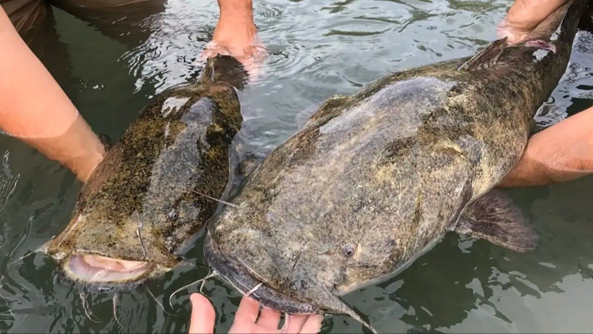 Petition · Lower the Bag Limit for Flathead Catfish in Iowa - United ...