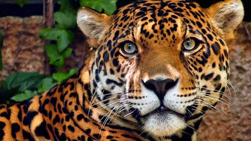 Abaixo-assinado · Entronização da ONÇA PINTADA como animal símbolo do ...