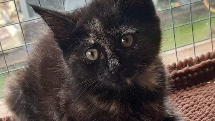 Petition · Cats protection making unfair decisions for cats - United ...