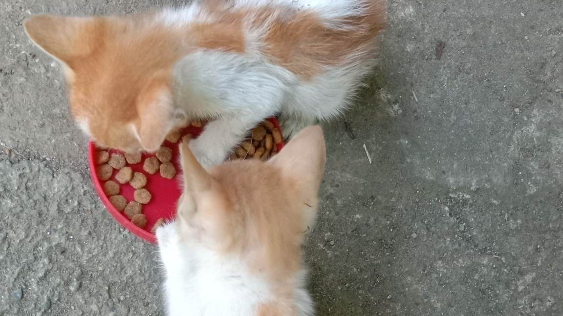 Petition · Rescue stray pets from the streets - Philippines · Change.org
