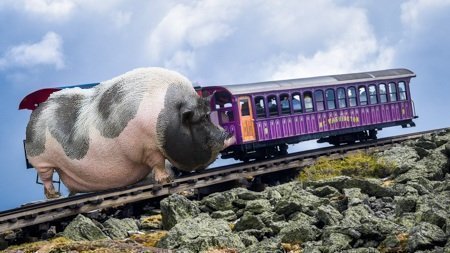 Petition · Make it the Hog Railway - United States · Change.org