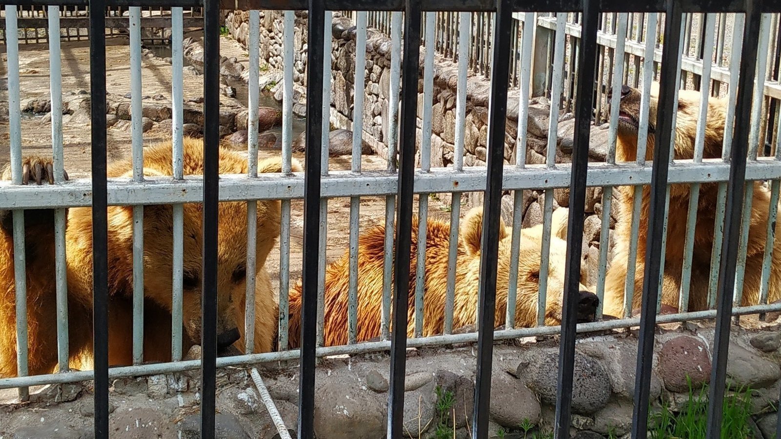 Petition · ANIMAL EXPLOITATION: SURRENDER THREE SUFFERING BEARS CAGED ...