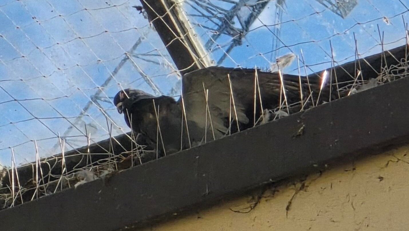 Petition · Stop the Senseless and Cruel Bird Netting Deaths - Worthing ...