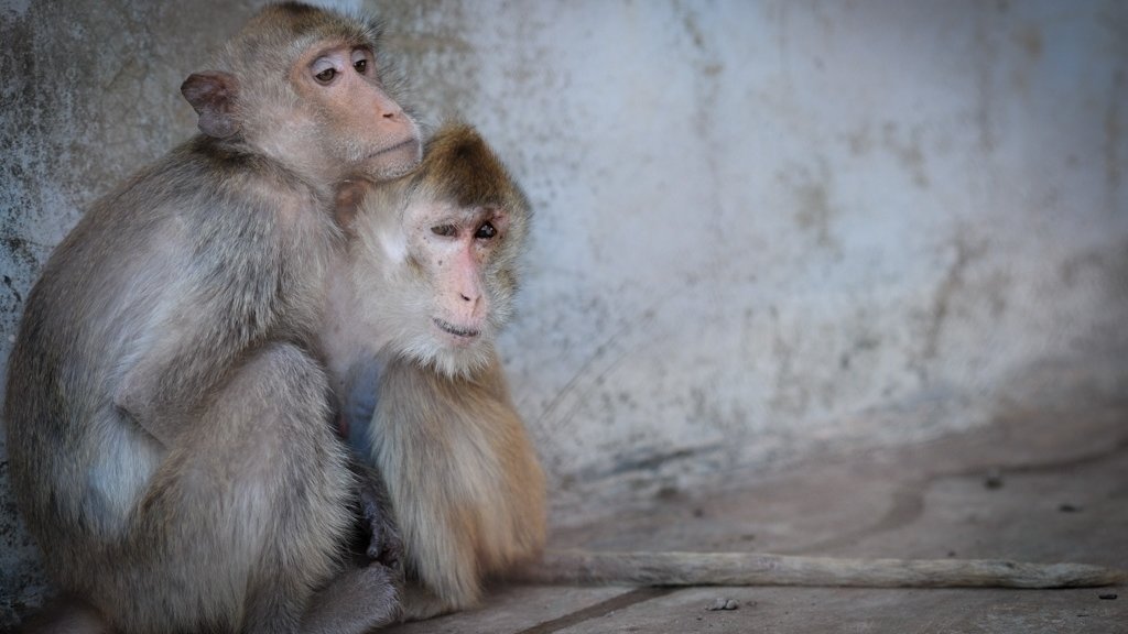 Petition · Demand accountability from automakers behind monkey research ...