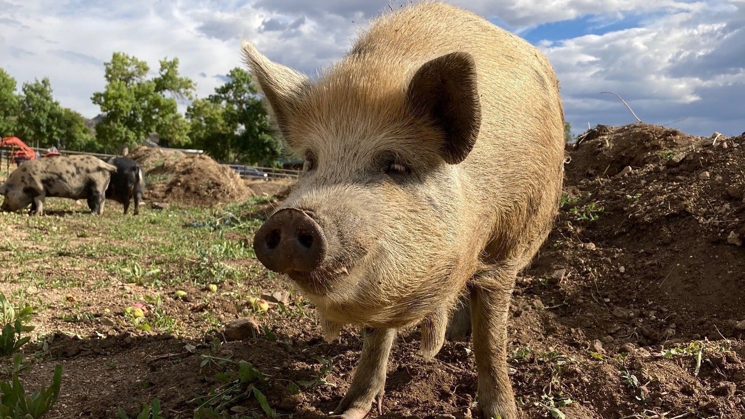Petition · FEED THE PIGS: Support farm-based compost & food ...