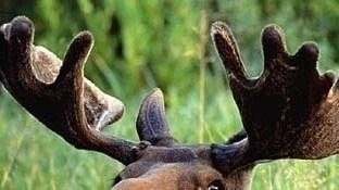 Petition · Change the plural of Moose to Meese - United States · Change.org