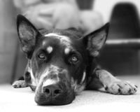 Petition · Outlaw Canine Devocalization! - United States · Change.org