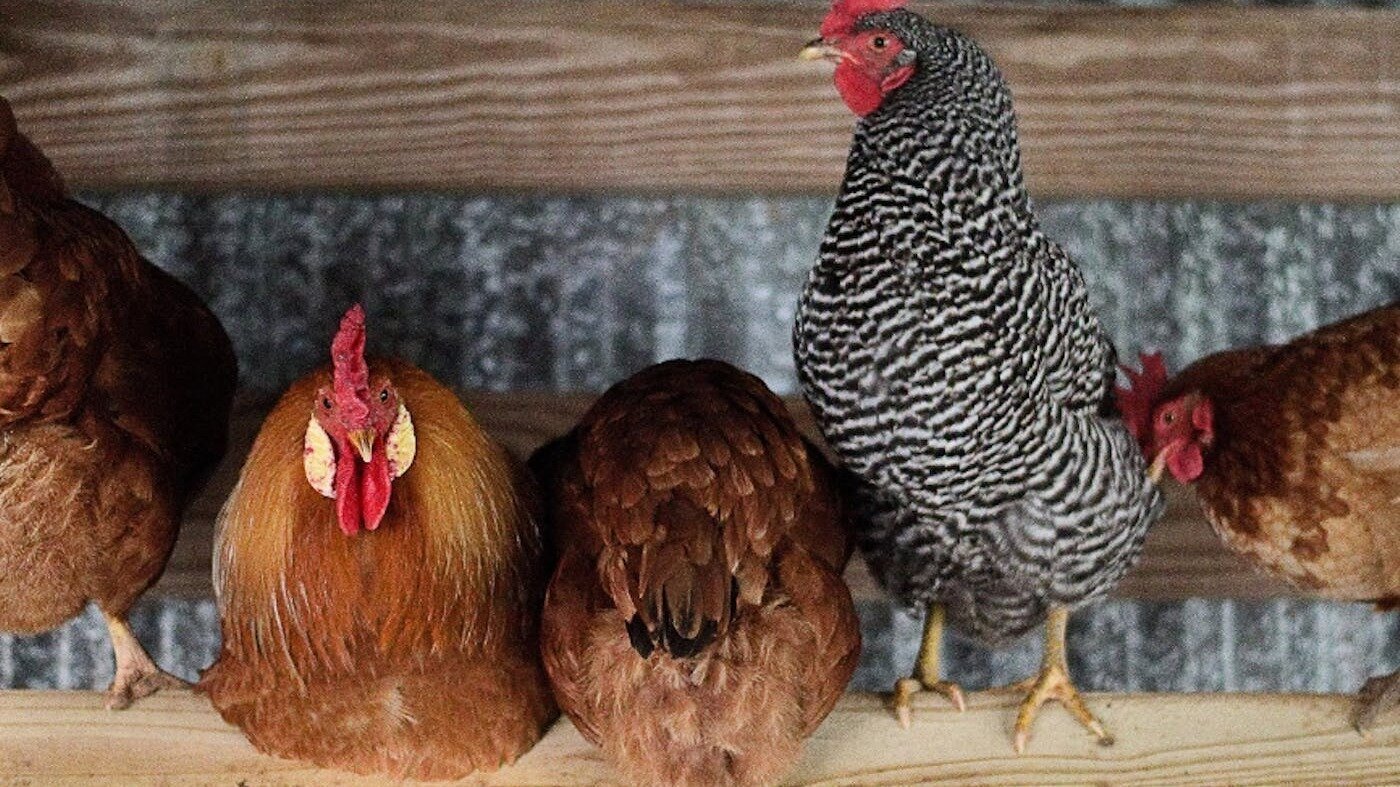 Petition · Allow Chickens in Oakwood Hills, IL for a Sustainable ...
