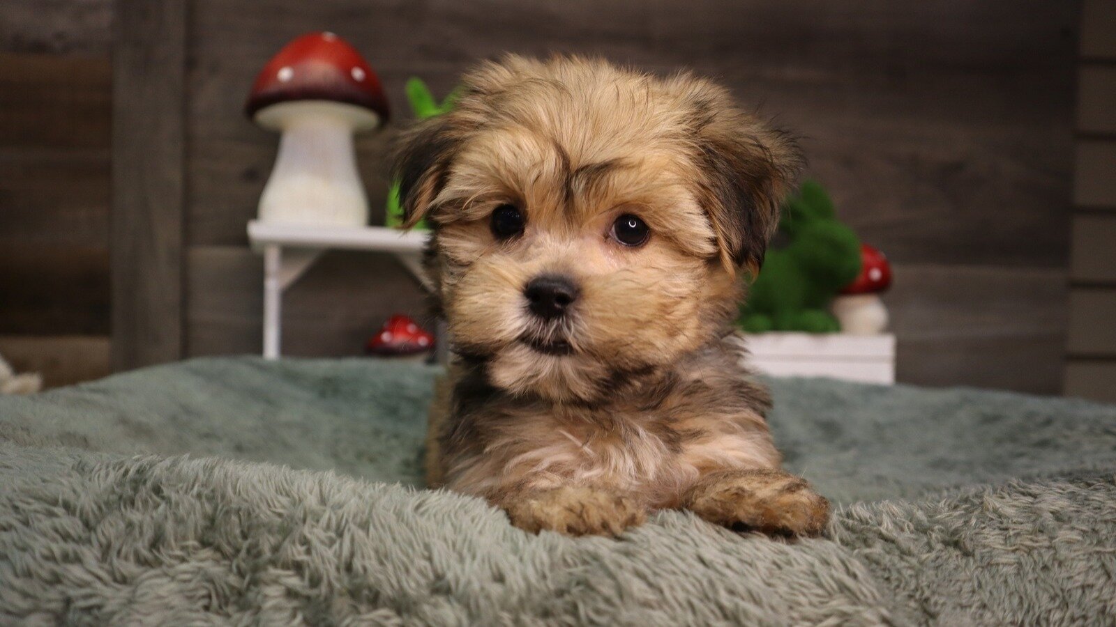 Petition · Preserve Four Paws and a Tail from Prohibition - United ...