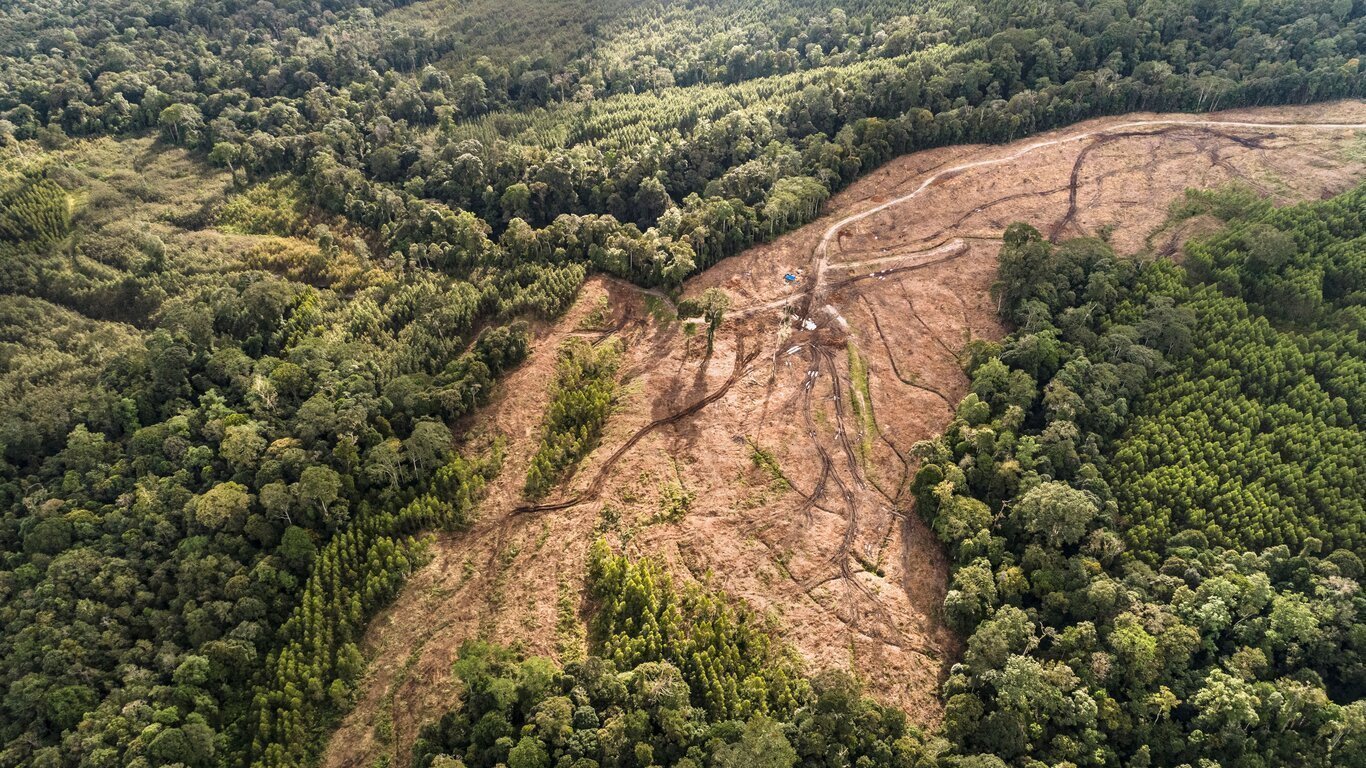 Petition · MoEF Indonesia, Immediately Protect Pargamanan Bintang Maria ...