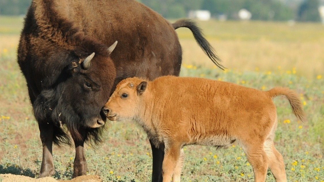 Petition · Make American Bison a Federally Protected species. - United ...