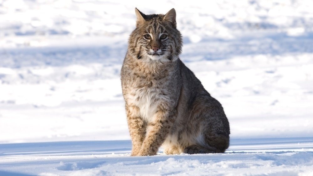 Petition · Help Ban Trapping and Trophy Hunting of Bobcats in Colorado ...