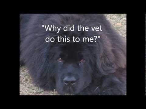 Petition · Keep fighting the good fight to prohibit devocalization of ...