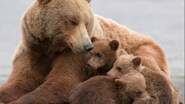 Petition · Keep Grizzly Bears on the Endangered Species Act - United ...