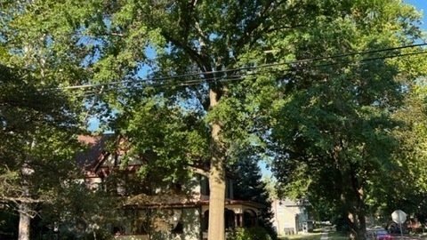 Petition · Save Our Oak Tree - United States · Change.org