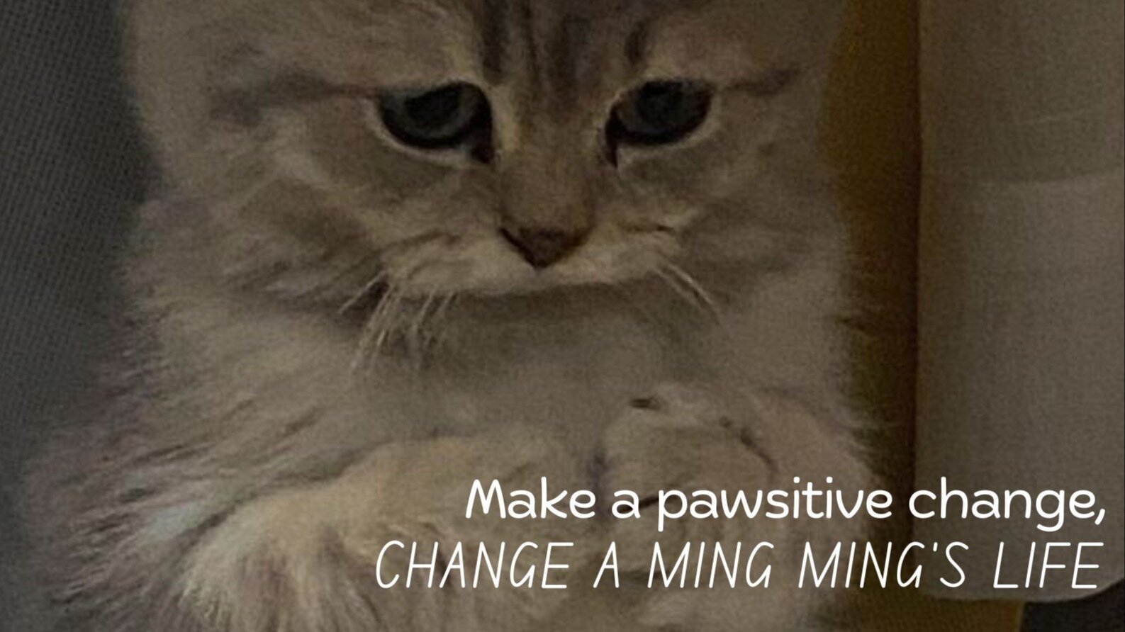 Petition · A Pawsitive Change in Iloilo: Help Stray Cats Thrive in Our Community - Iloilo City ...
