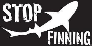 Petition · Help Stop Shark Finning - United States · Change.org