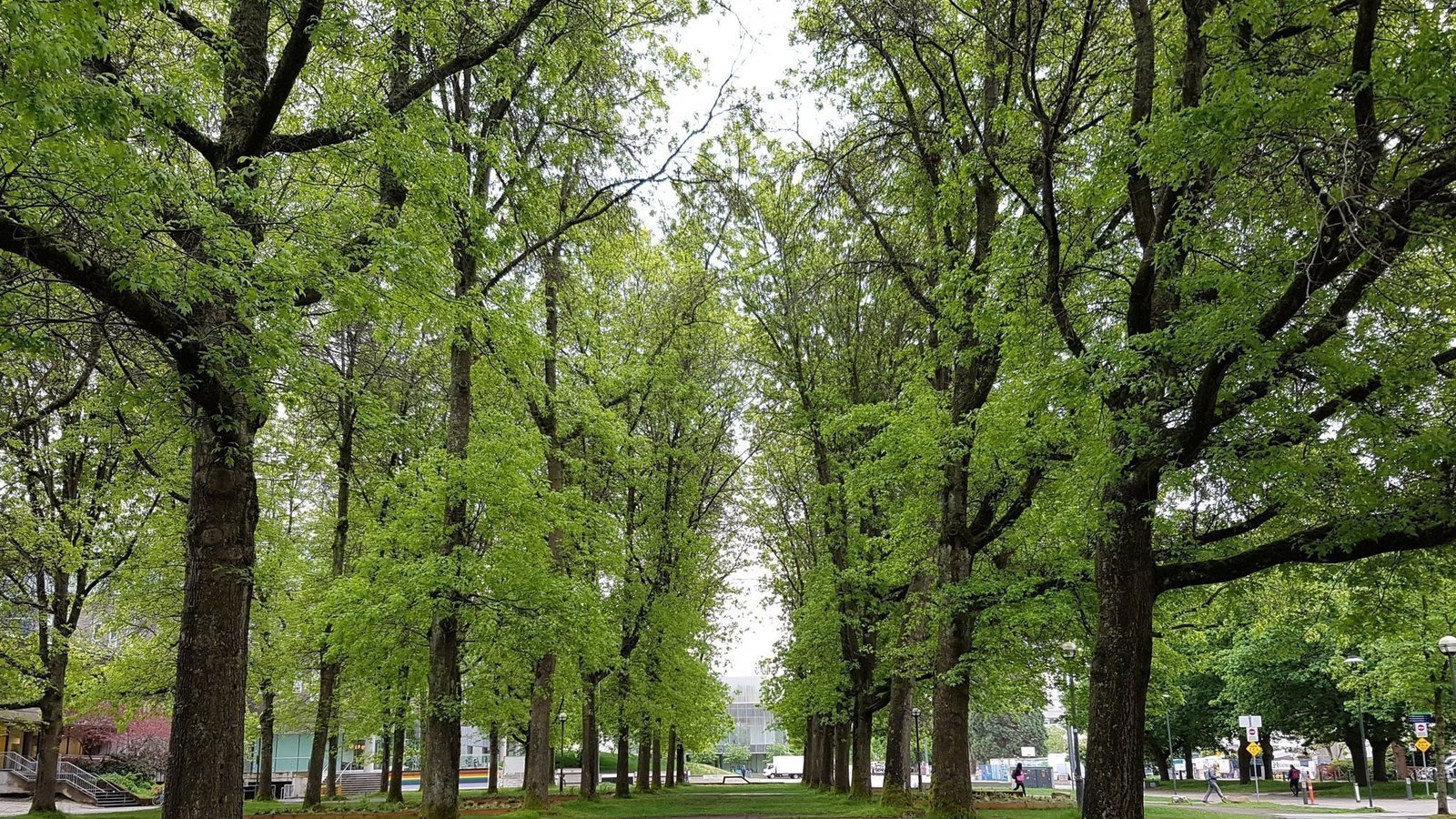 Petition · Save the 8 UBC Bosque trees - Canada · Change.org