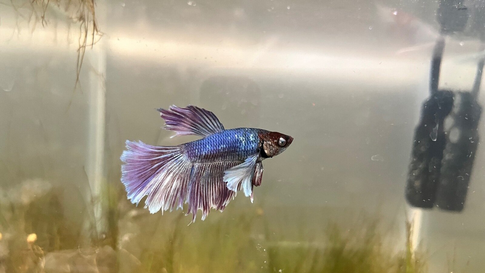 Petition · End the Sale of Betta Fish in Cups - United States · Change.org
