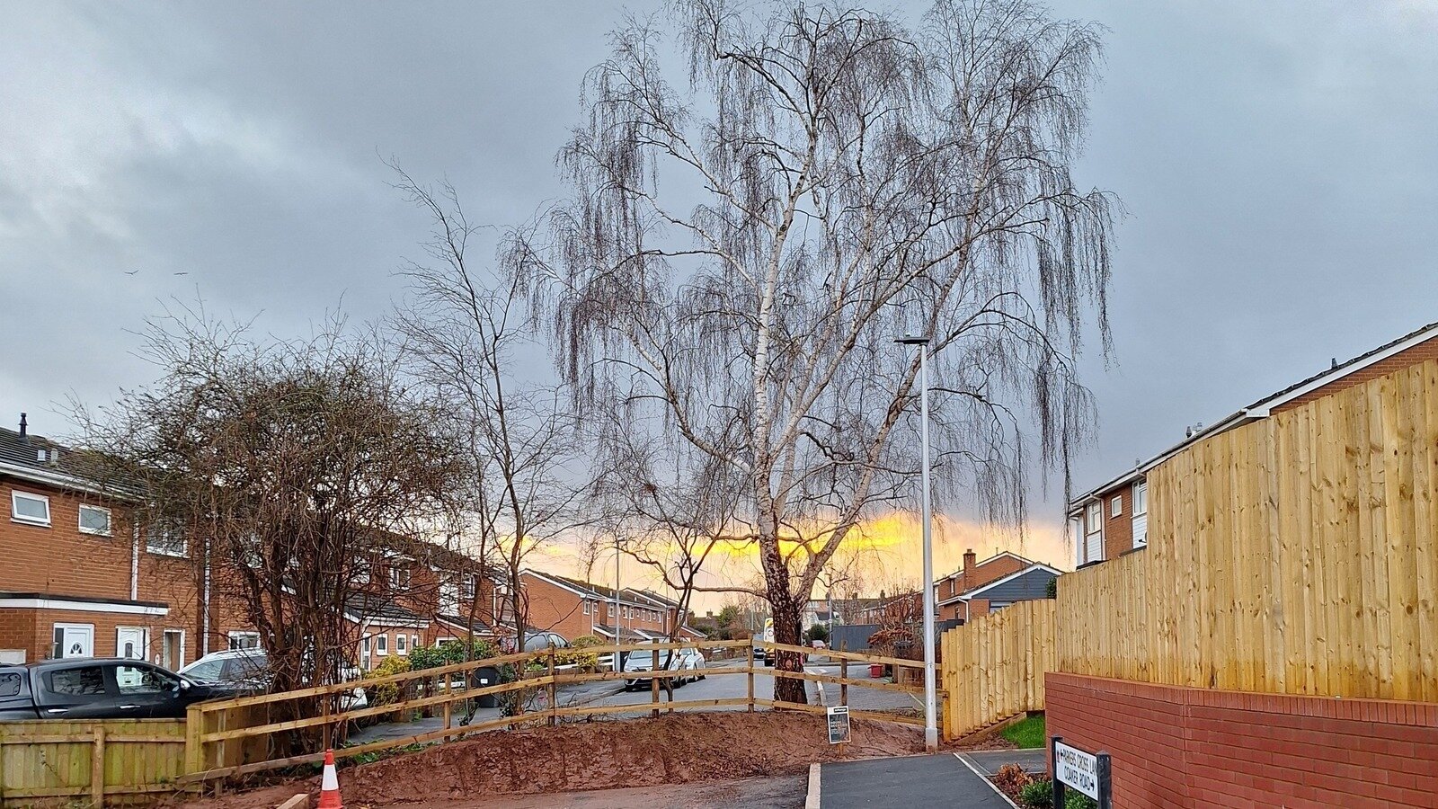Petition · Prevent the Unnecessary Felling of a Mature Silver Birch ...