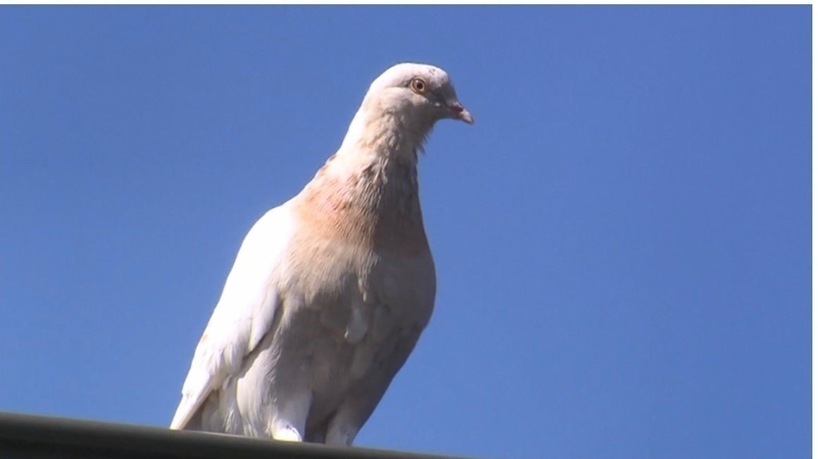 Petition · Save Joe The Pigeon! - Australia · Change.org