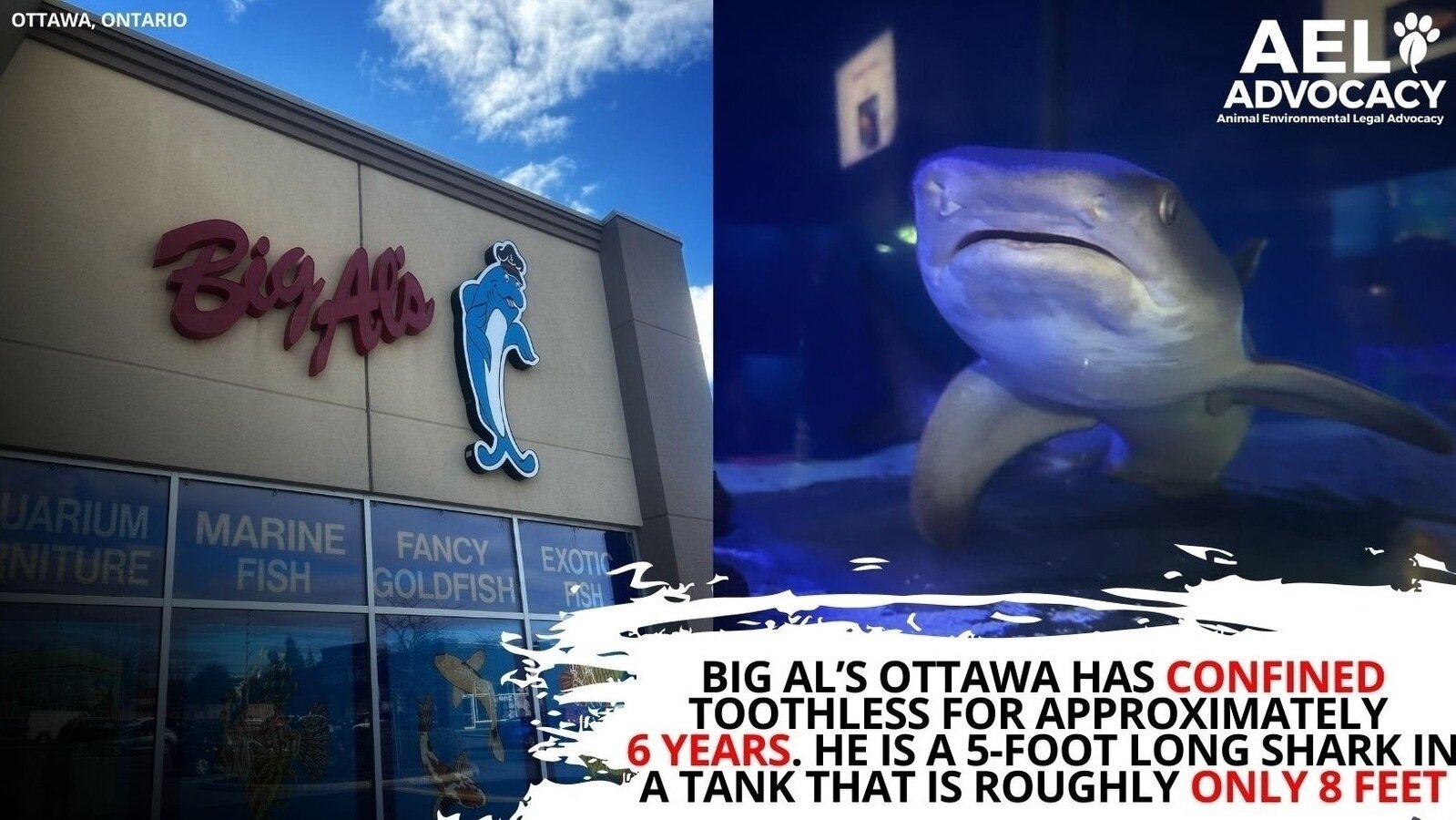 Petition · Demand Big Al’s Aquarium in Ottawa Free Toothless, a ...