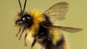 Petition · Save the world by saving the insects - United Kingdom ...