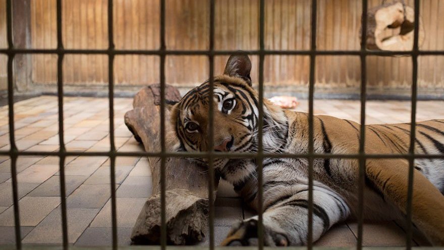 Petition · Free the animals! Ban the zoos and invest in wildlife ...