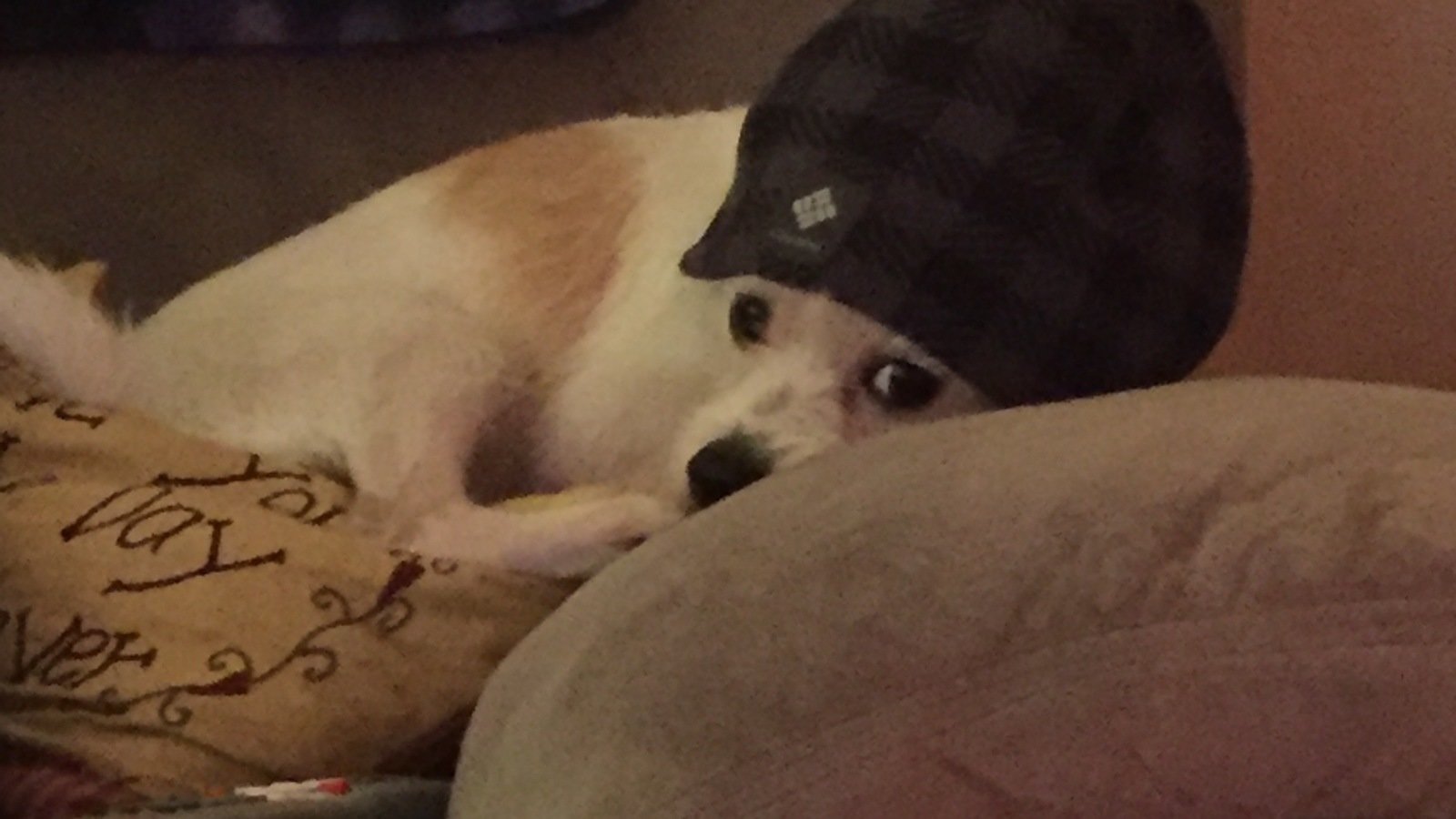 Petition · Let's bring Molly home! - United States · Change.org