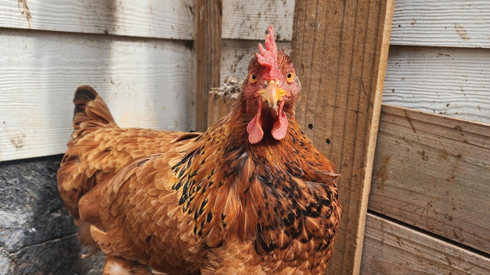 Petition · Permit Backyard Chickens for Snellville Residents with Less ...