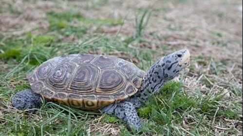 Petition · Install a protective barrier for turtles on Roosevelt ...