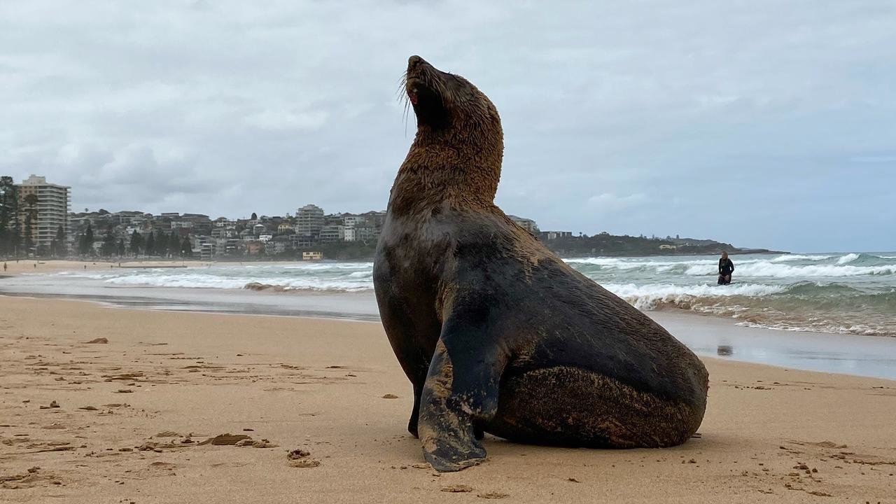 Petition · Name the seal at Manly Beach Teddy - Australia · Change.org