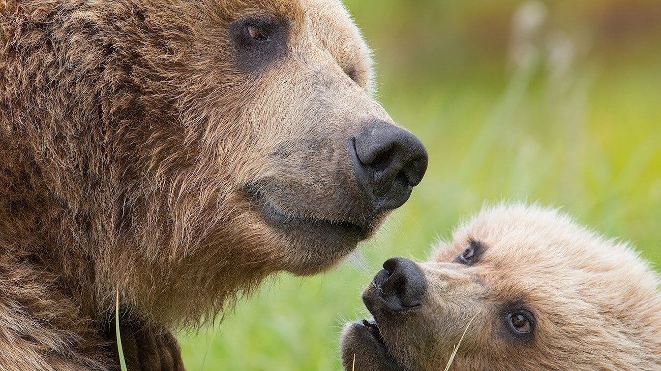 Petition · Save the Bears - United Kingdom · Change.org